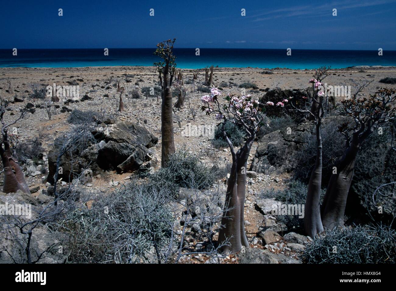 Adenium obesum var socotranum, Apocynaceae, Socotra Island (Unesco ...