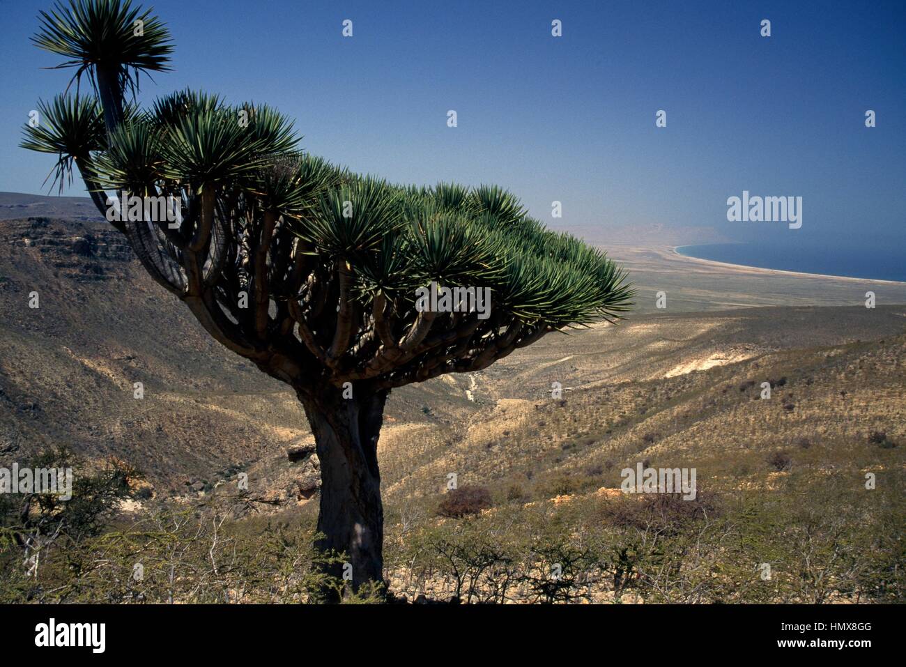 Socotra Dragon Tree or Dragon Blood Tree (Dracaena cinnabari ...