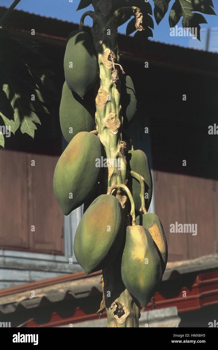 Botany - Caricaceae - Papaya (Carica papaia) - Laos, surroundings of ...