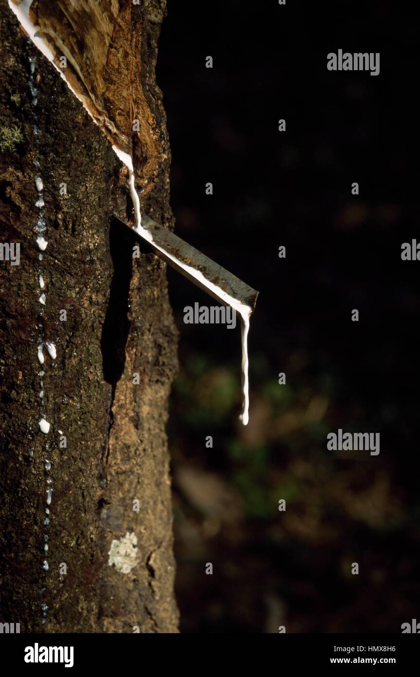 Collecting sap from the Rubber Tree (Hevea brasiliensis) around Bago ...