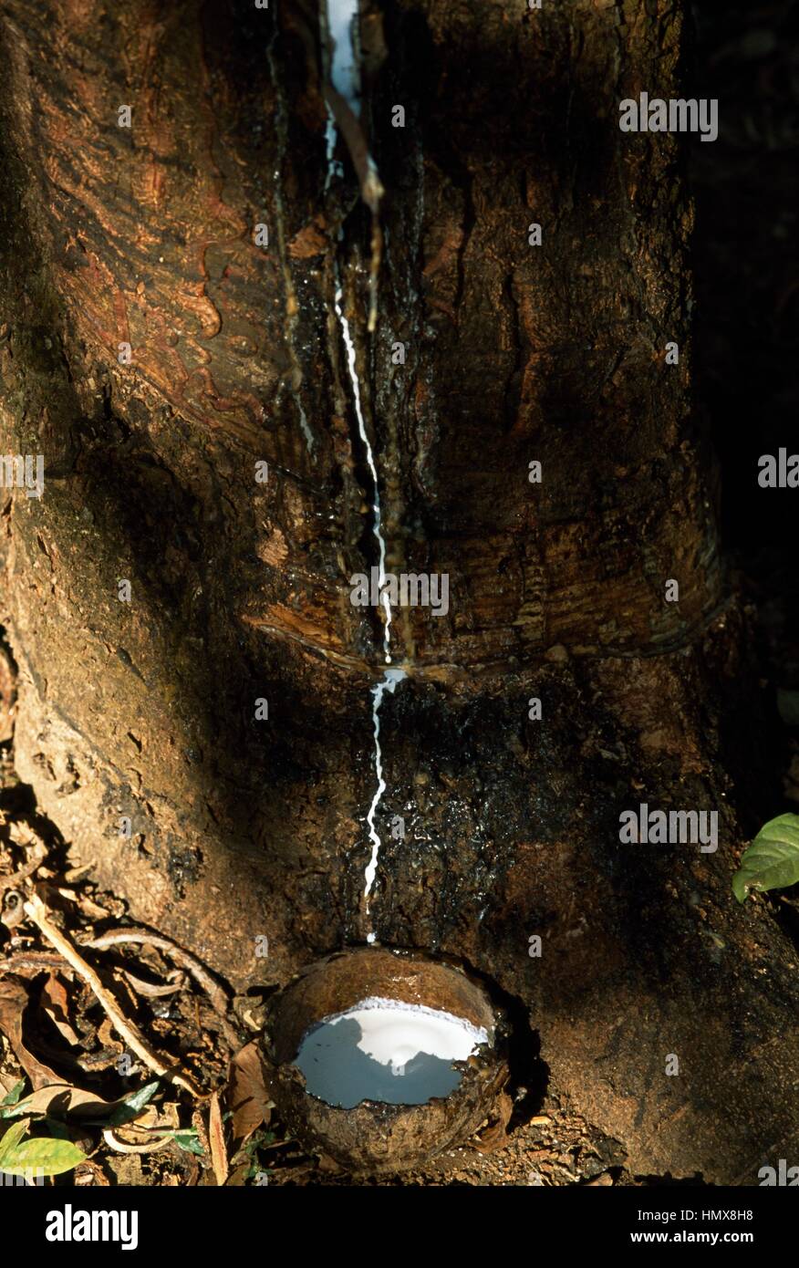 Collecting sap from the Rubber Tree (Hevea brasiliensis) around Bago ...