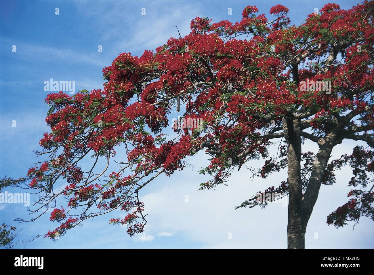 Fiji - Viti Levu Island. Delonix Regia, or Royal Poinciana. Also called ...