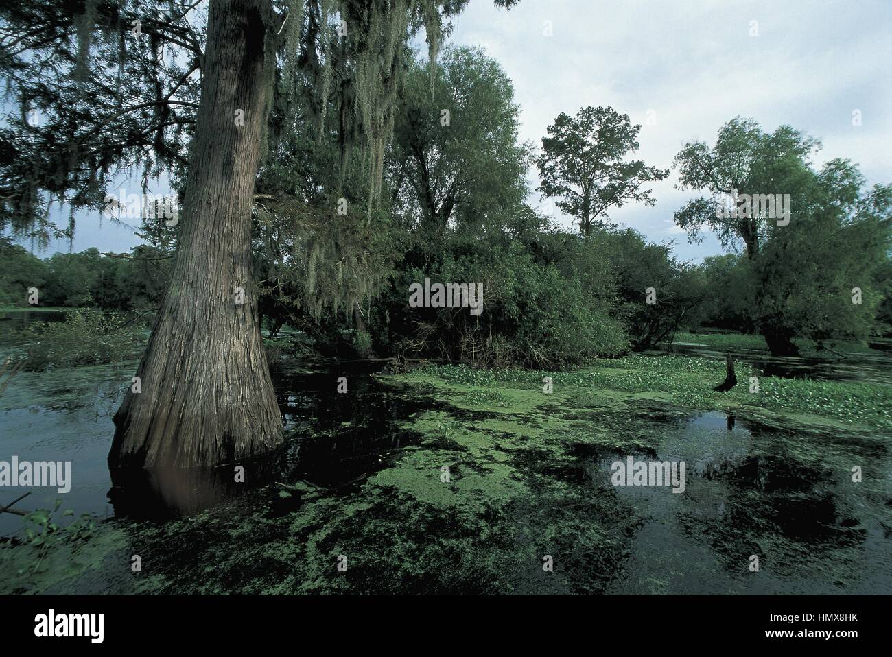 United States of America - Louisiana State - Swamp Tour. Cypress trees ...