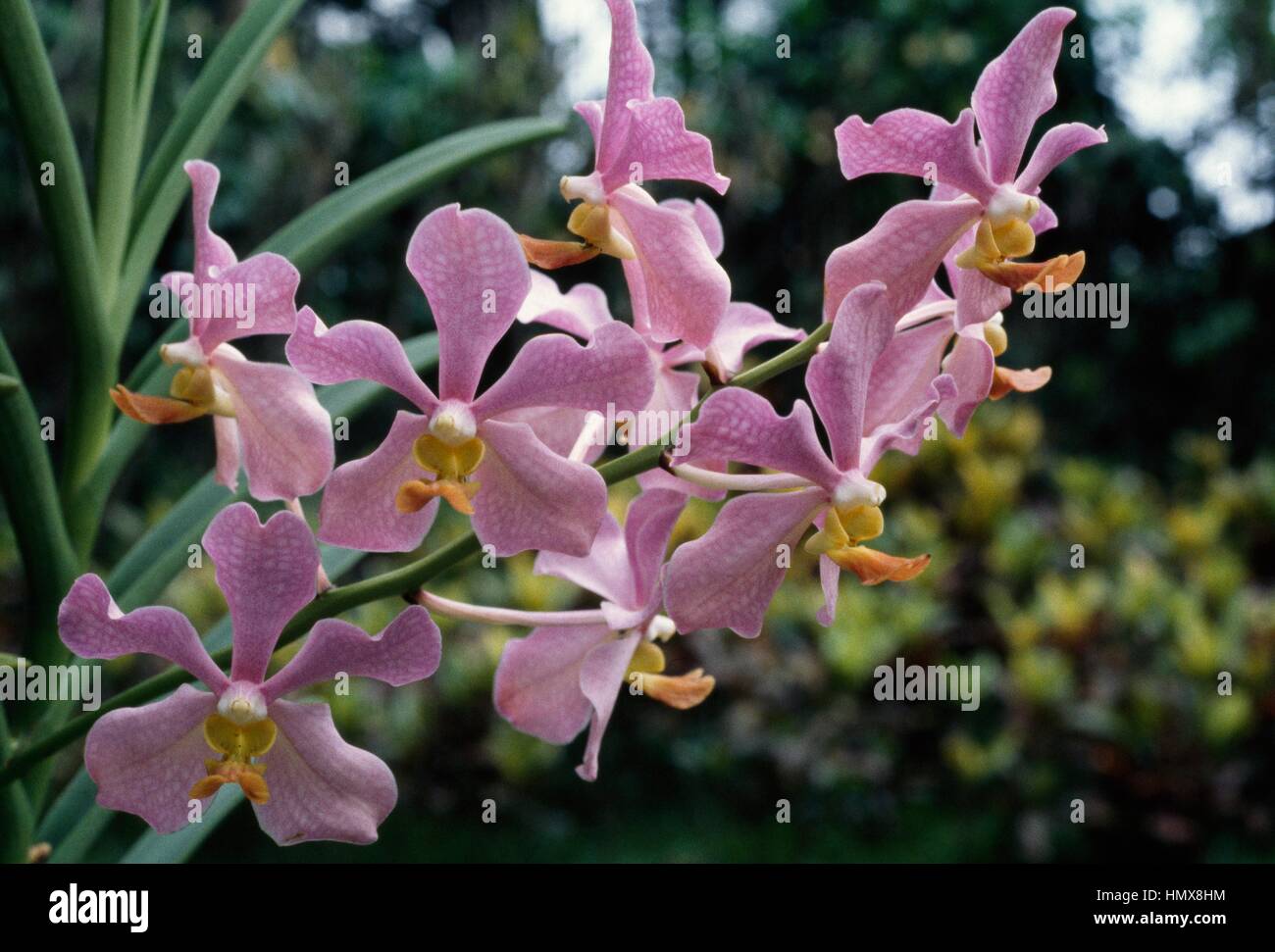 Orchis (Orchis sp), Orchidaceae, National Orchid Garden, Singapore ...