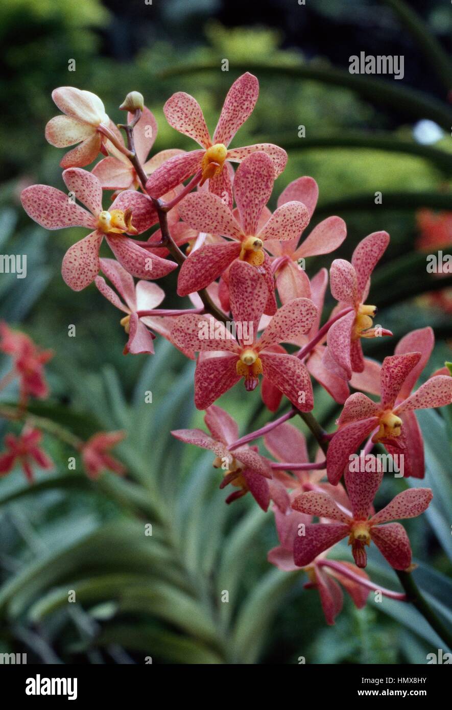 Orchis (Orchis sp), Orchidaceae, National Orchid Garden, Singapore ...