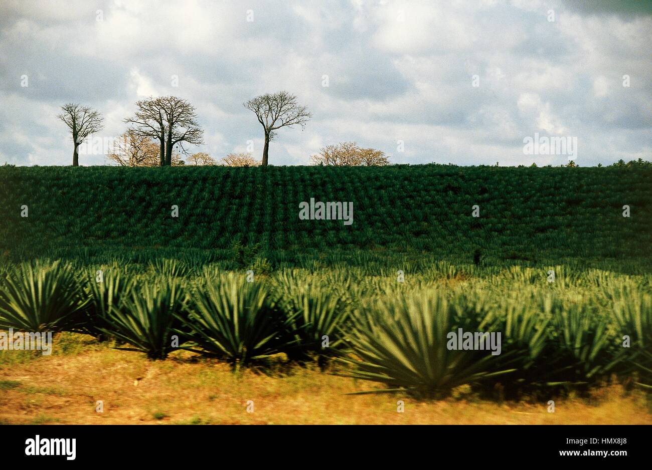 Agave crops (Agave sp), Agavaceae, Kenya Stock Photo - Alamy