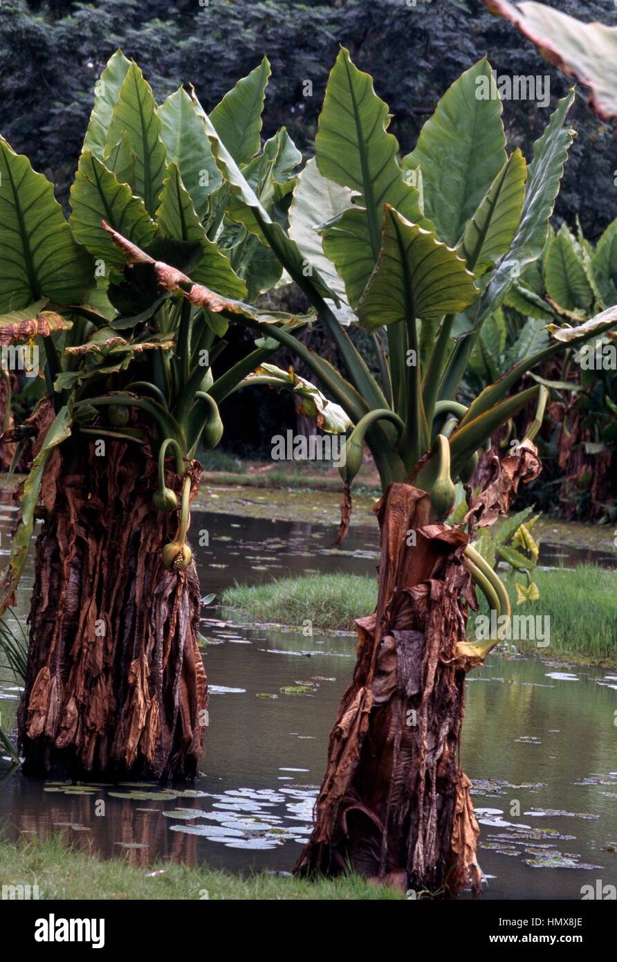 Giant caladium or Elephant ears specimens (Alocasia cupreous), Araceae ...