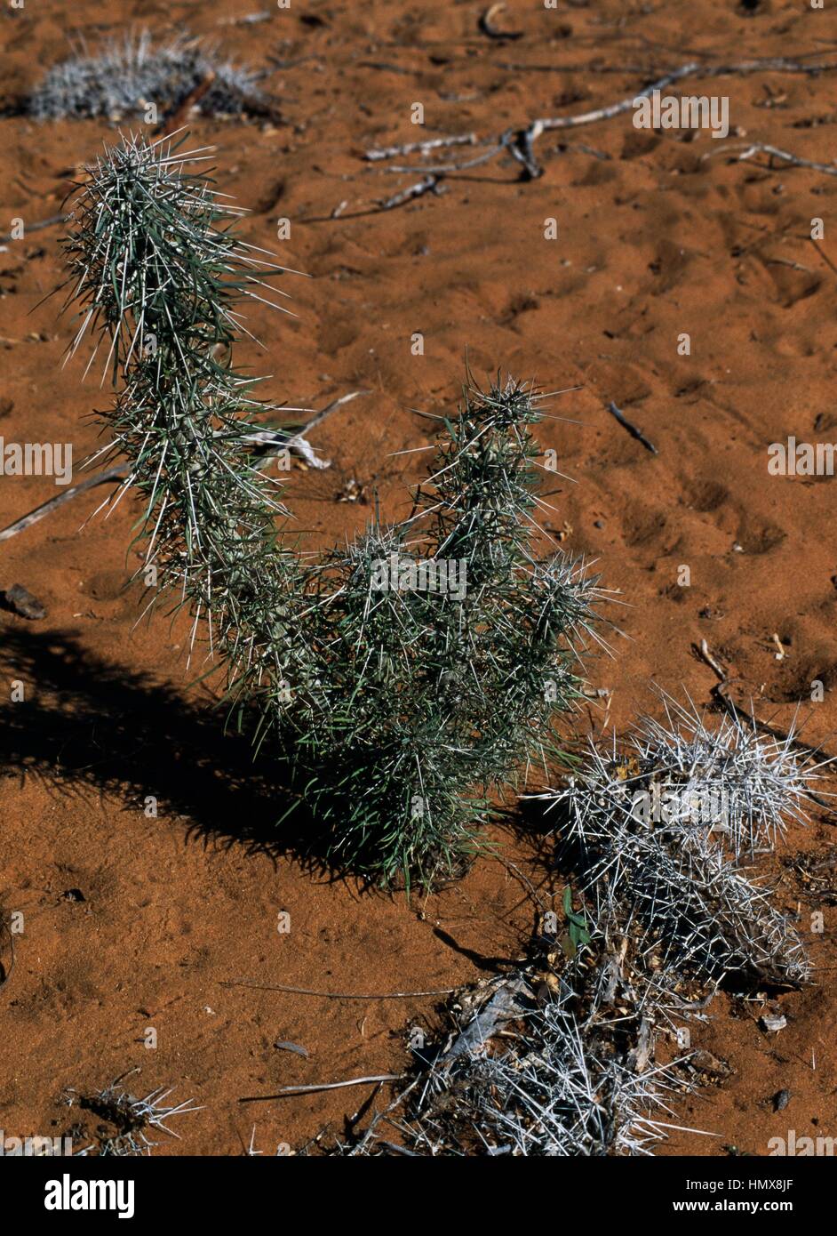 Spiny forest plant, Ifaty, Toliara province, Madagascar Stock Photo - Alamy