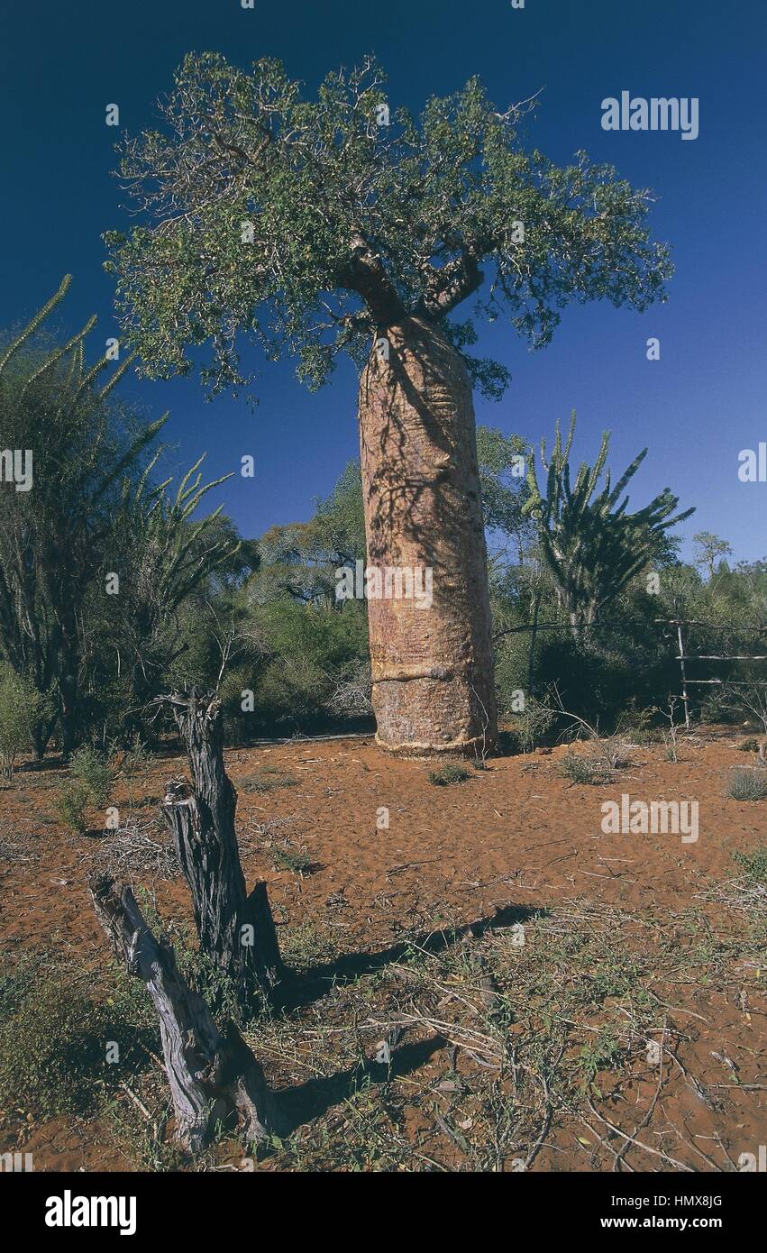 Madagascar, Ifaty, coniferous forest, Baobab tree (Adansonia Stock ...