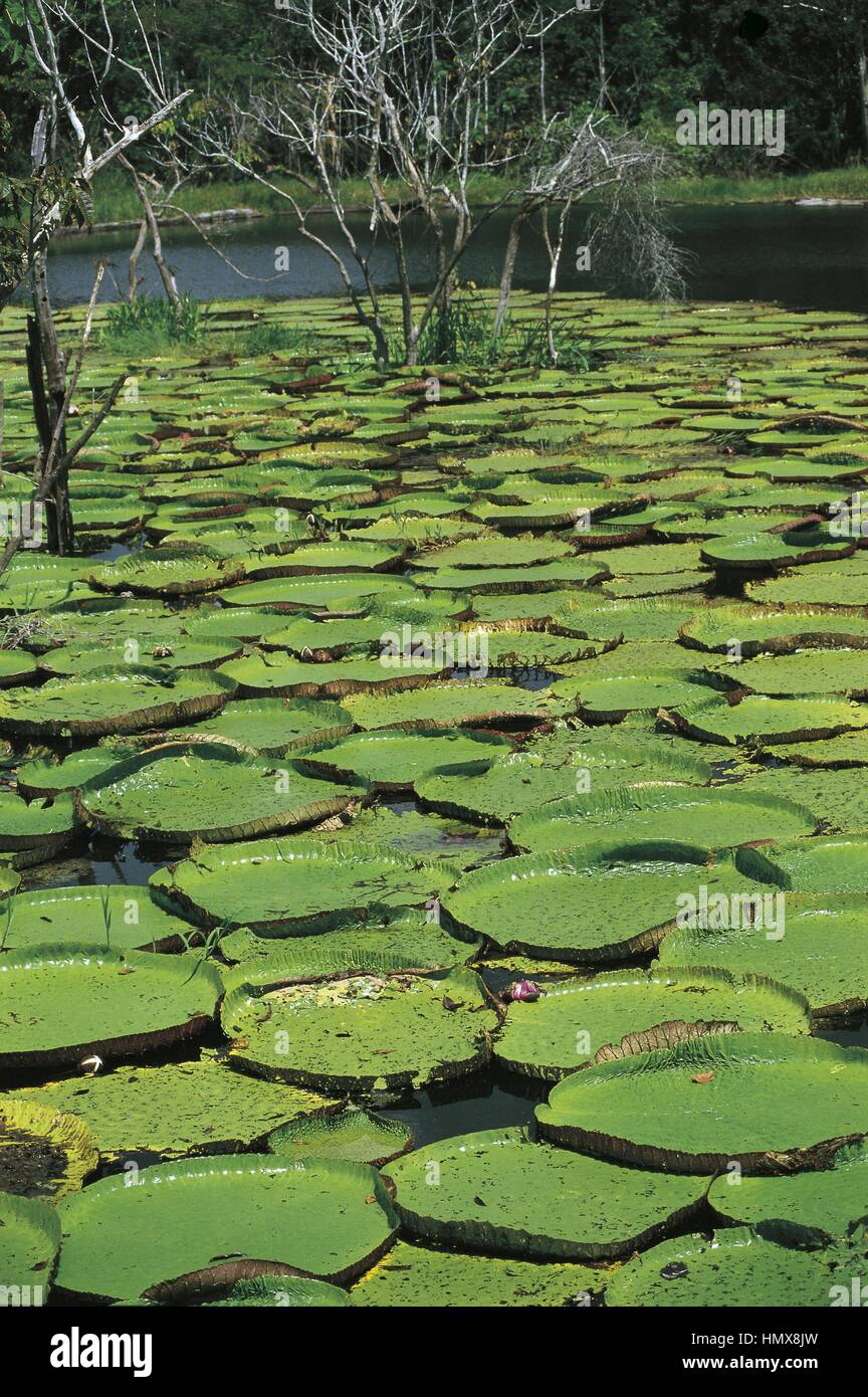 Brazil, Amazon Rainforest, Water lilies (Victoria amazonica Stock Photo ...
