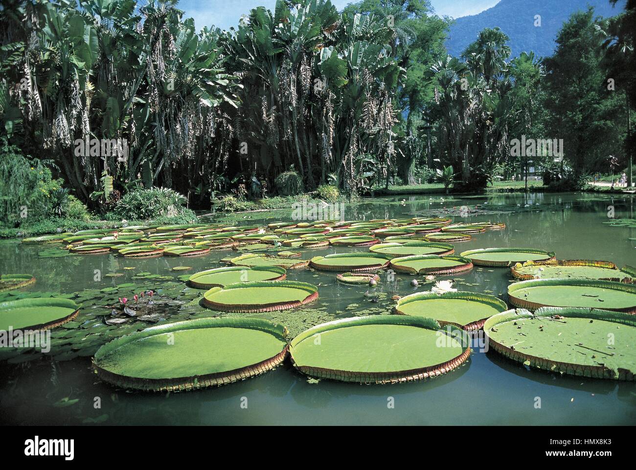Brazil - Amazon forest - Waterlily (Victoria regia) and tropical ...