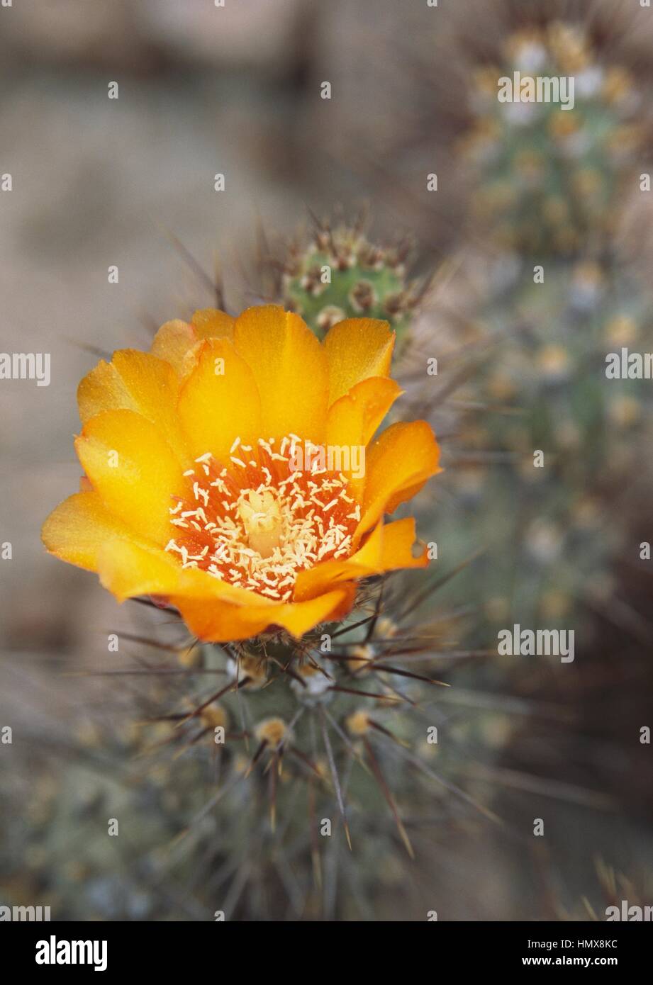 Example of cactus, Cactaceae, Norte Grande (Big North), Andes Mountain ...