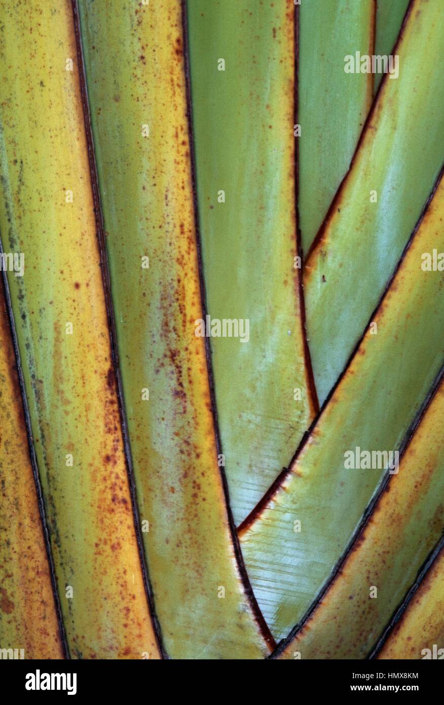 Traveller's Tree or Traveller's Palm petioles (Ravenala ...