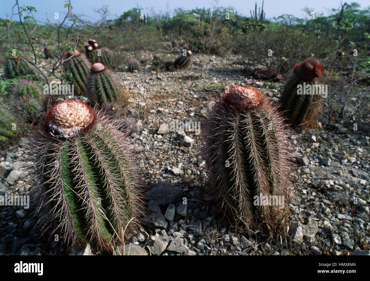 Blooming cactus, Cactaceae, Buck Island Reef National Monument, Buck ...