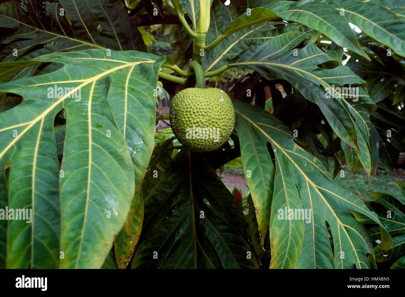 Leaves and fruits of the Breadfruit (Artocarpus altilis), Moraceae ...
