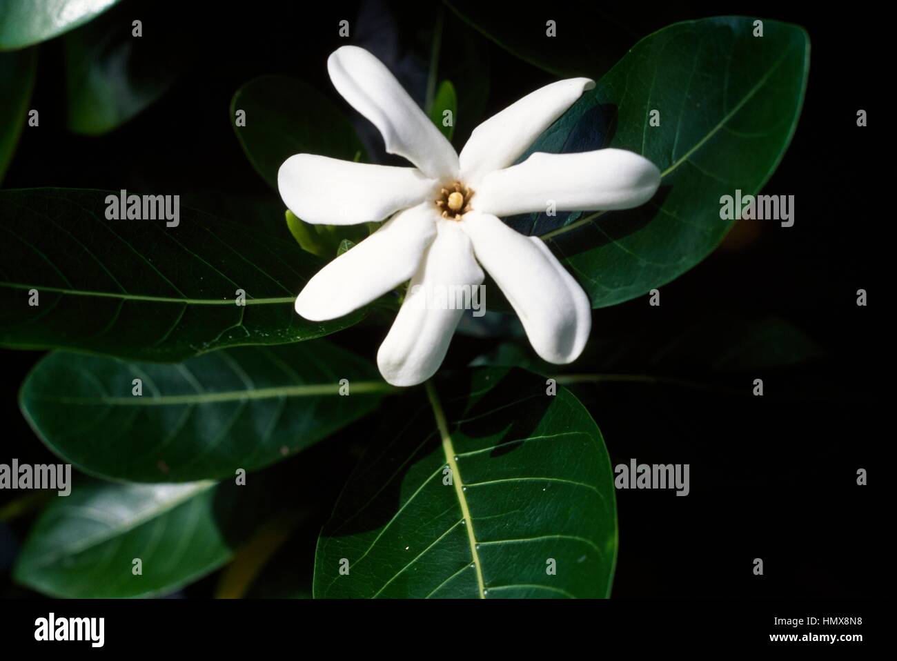 Tiare flower hi-res stock photography and images - Alamy