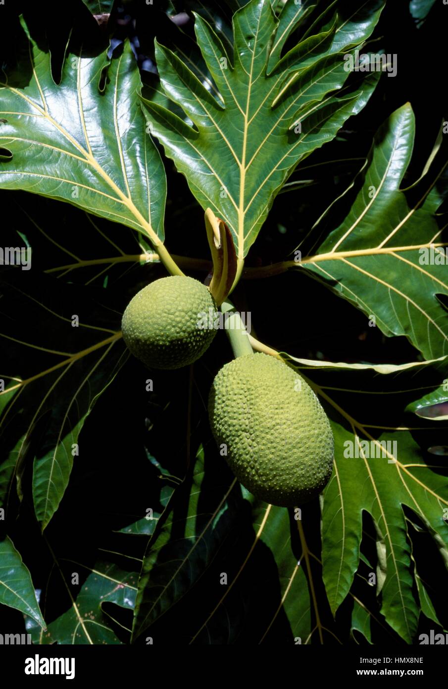 Leaves and fruits of the Breadfruit (Artocarpus altilis), Moraceae ...