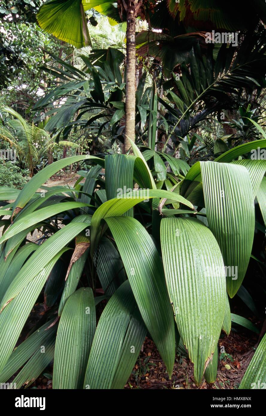 Tropical vegetation, Tortola, Virgin Islands, Antilles, United Kingdom ...