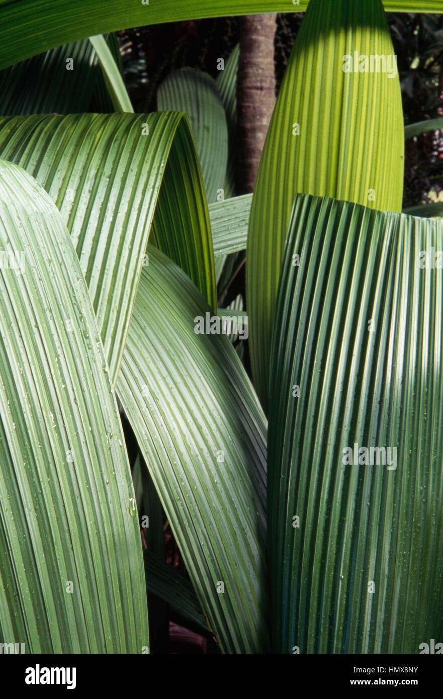 Lance shaped leaves hi-res stock photography and images - Alamy