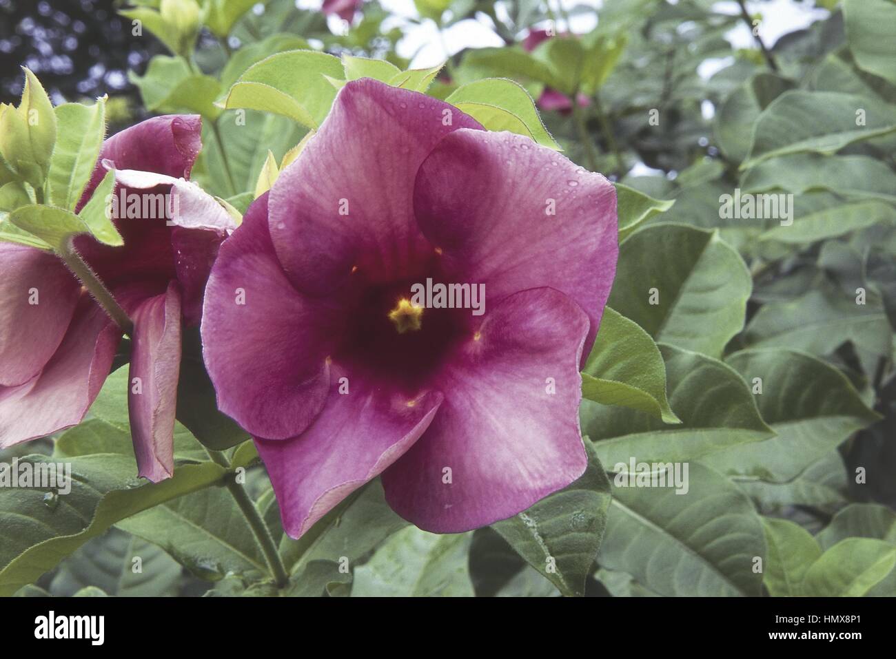 British Virgin Islands - Tortola. Tropical flora Stock Photo - Alamy
