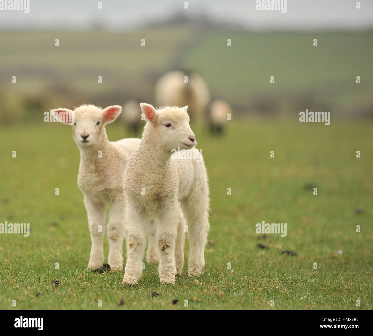 Lamb Stock Photos & Lamb Stock Images - Alamy
