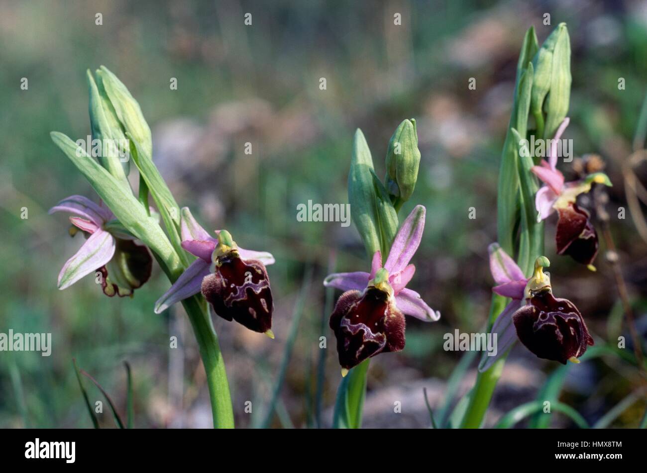 Hybrid between Ophrys argolica biscutella and Ophrys fuciflora apulica ...
