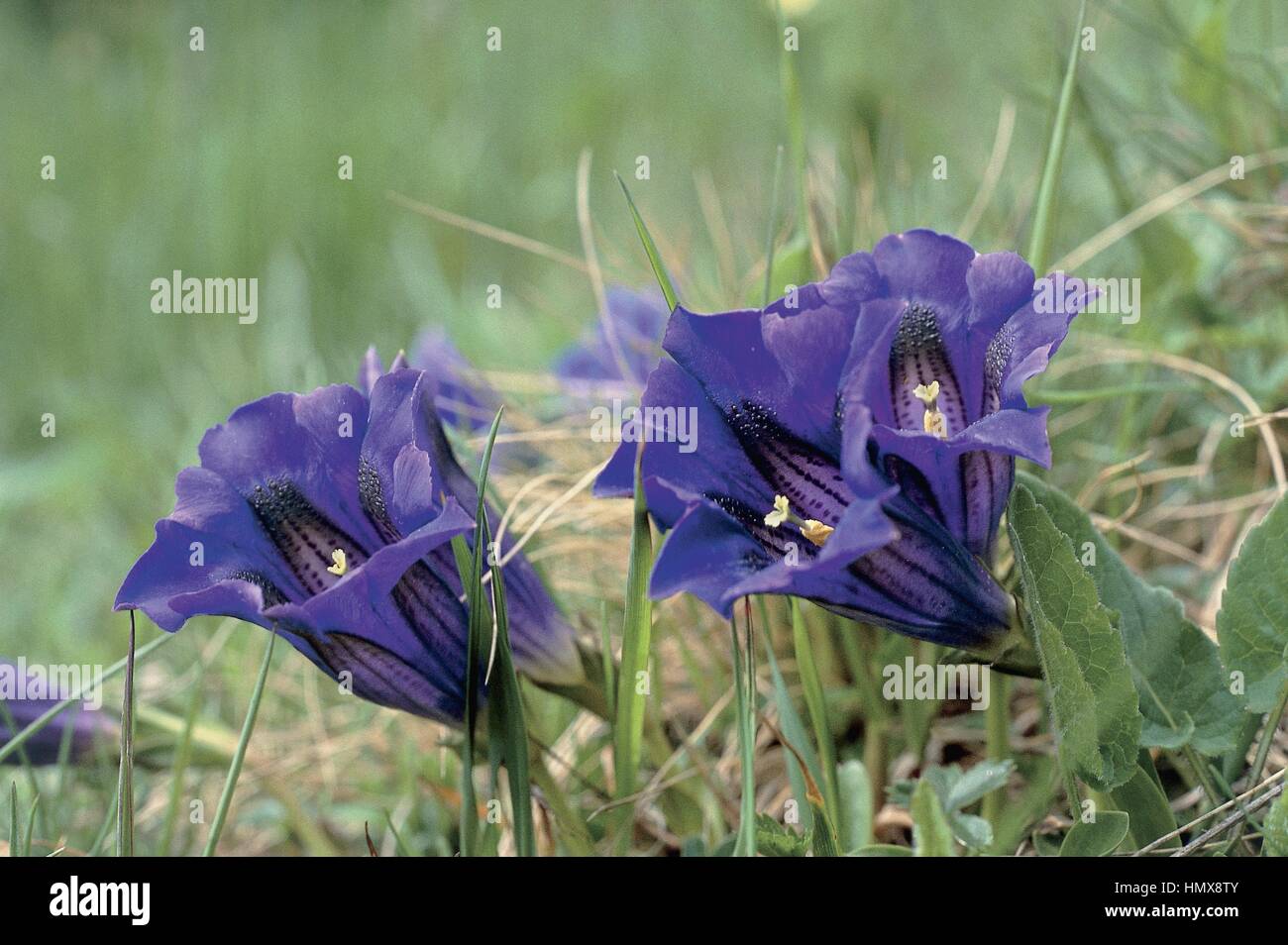 Botany - Gentianaceae - Koch's gentian (Gentiana acaulis) - Italy ...