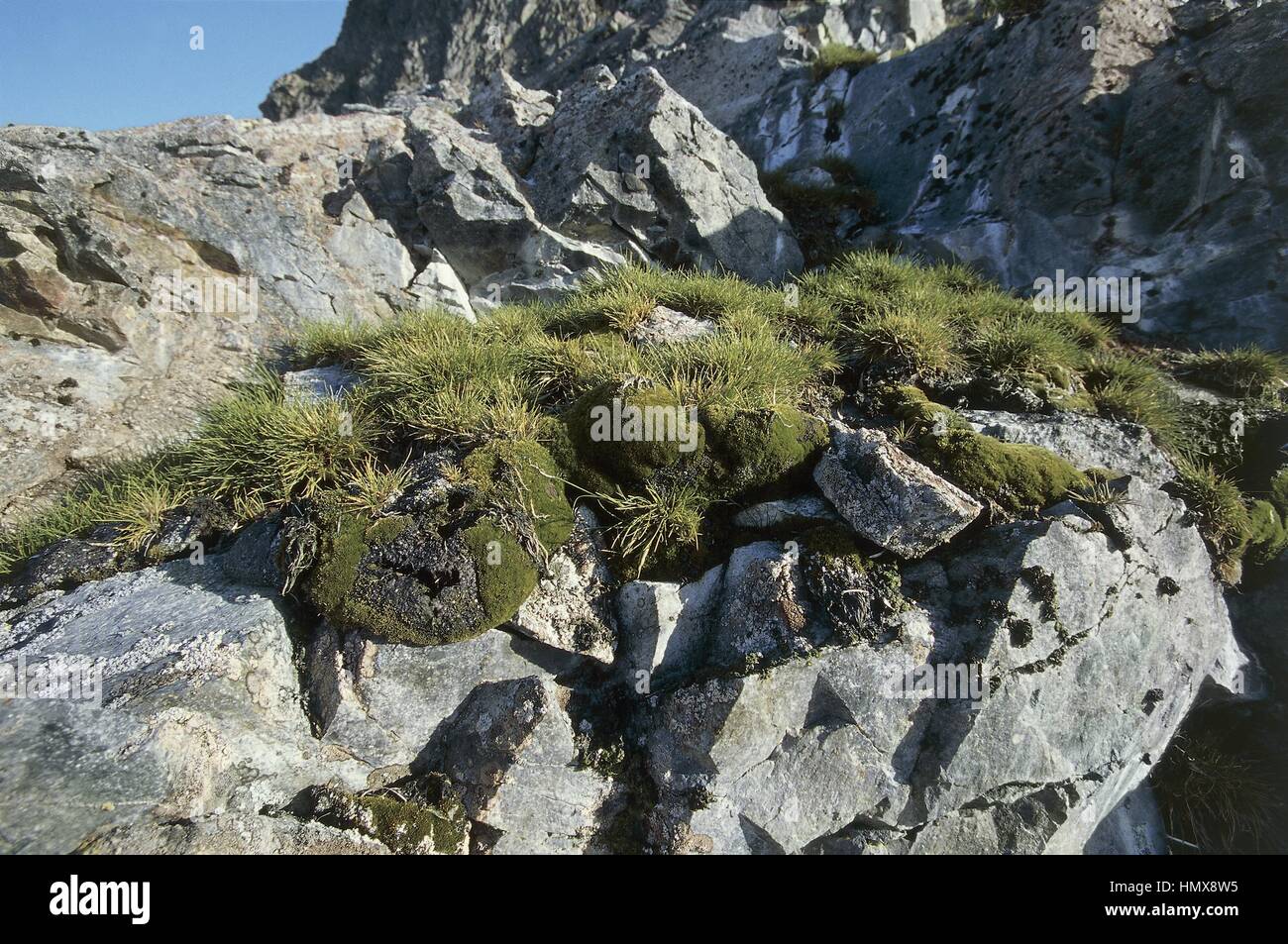Botany - Poaceae - Antarctic hair grass (Deschampsia antartica) and ...