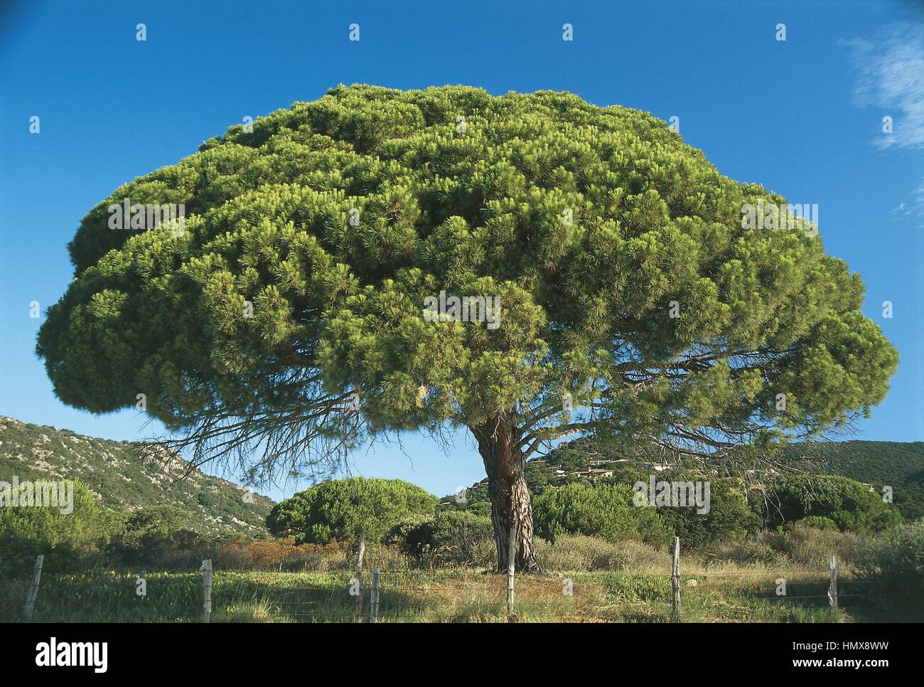 France, Corsica, Corse-du-Sud, near Old Port, Maritime Pine (Pinus ...