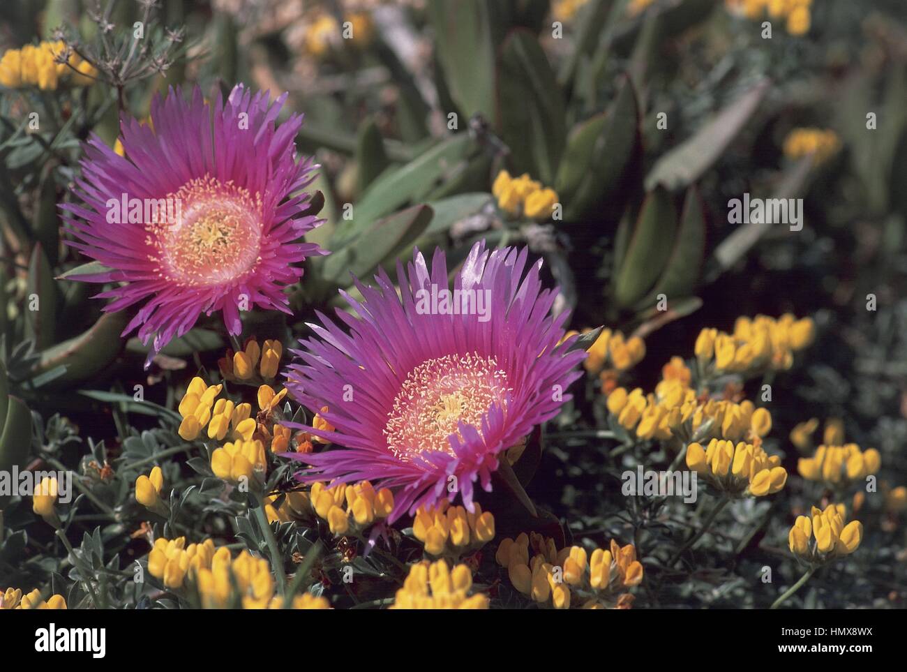 Botany - Aizoaceae - Hottentot fig (Carpobrotus acinaciformis) - France ...
