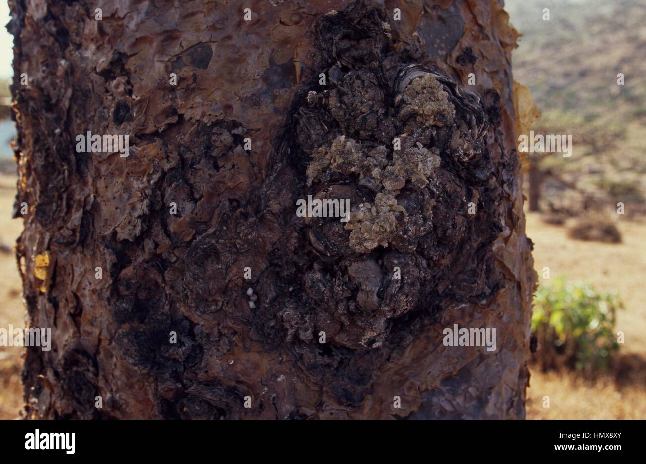 Frankincense (Boswellia elongata), detail of the bark, Socotra Island ...