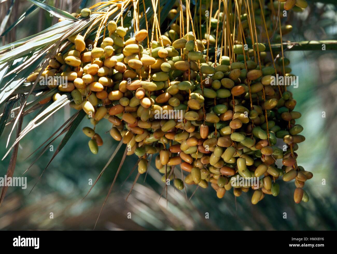 Fruits of the date palm (Phoenix dactylifera), Socotra island, Yemen ...
