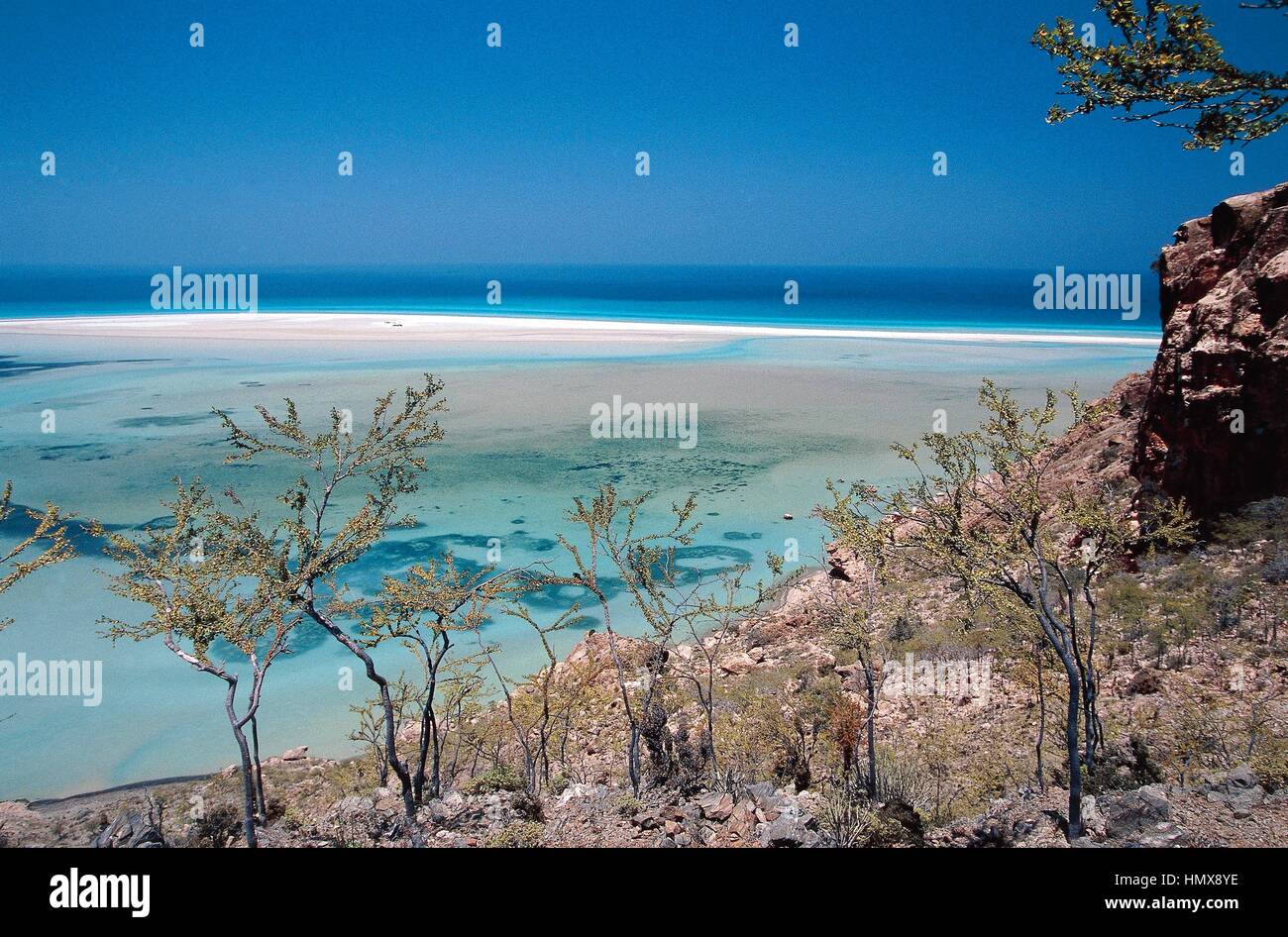 Croton socotranus trees, Euphorbiaceae, Socotra Island (Unesco World ...