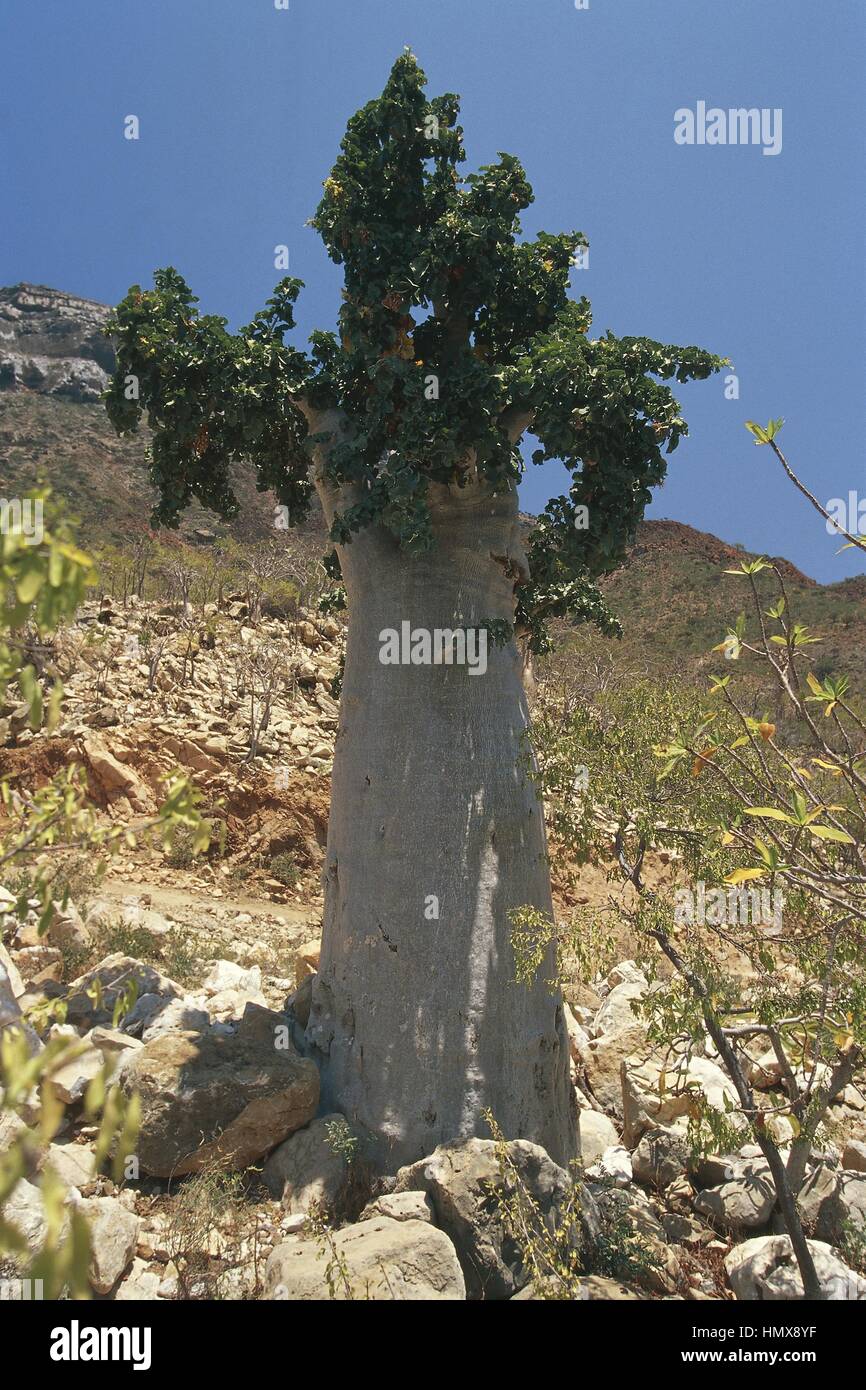 Yemen, Socotra Island (UNESCO World Heritage List, 2008), Cucumber tree ...