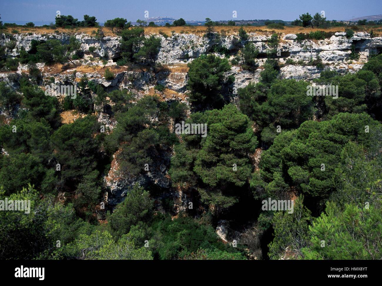 Aleppo Pine trees (Pinus halepensis), Pinaceae, San Marco gorge ...