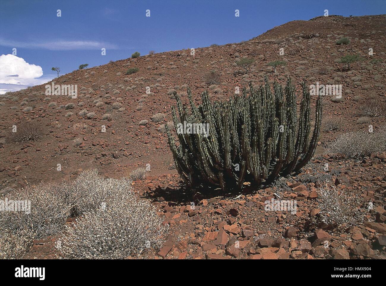 Namibia. Damaraland Wilderness Area. Desert cactus Stock Photo - Alamy