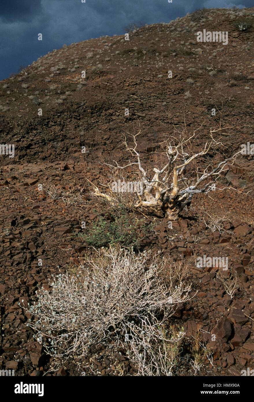 Dried shrubs in the desert, Damaraland Wilderness Area, Namibia Stock ...
