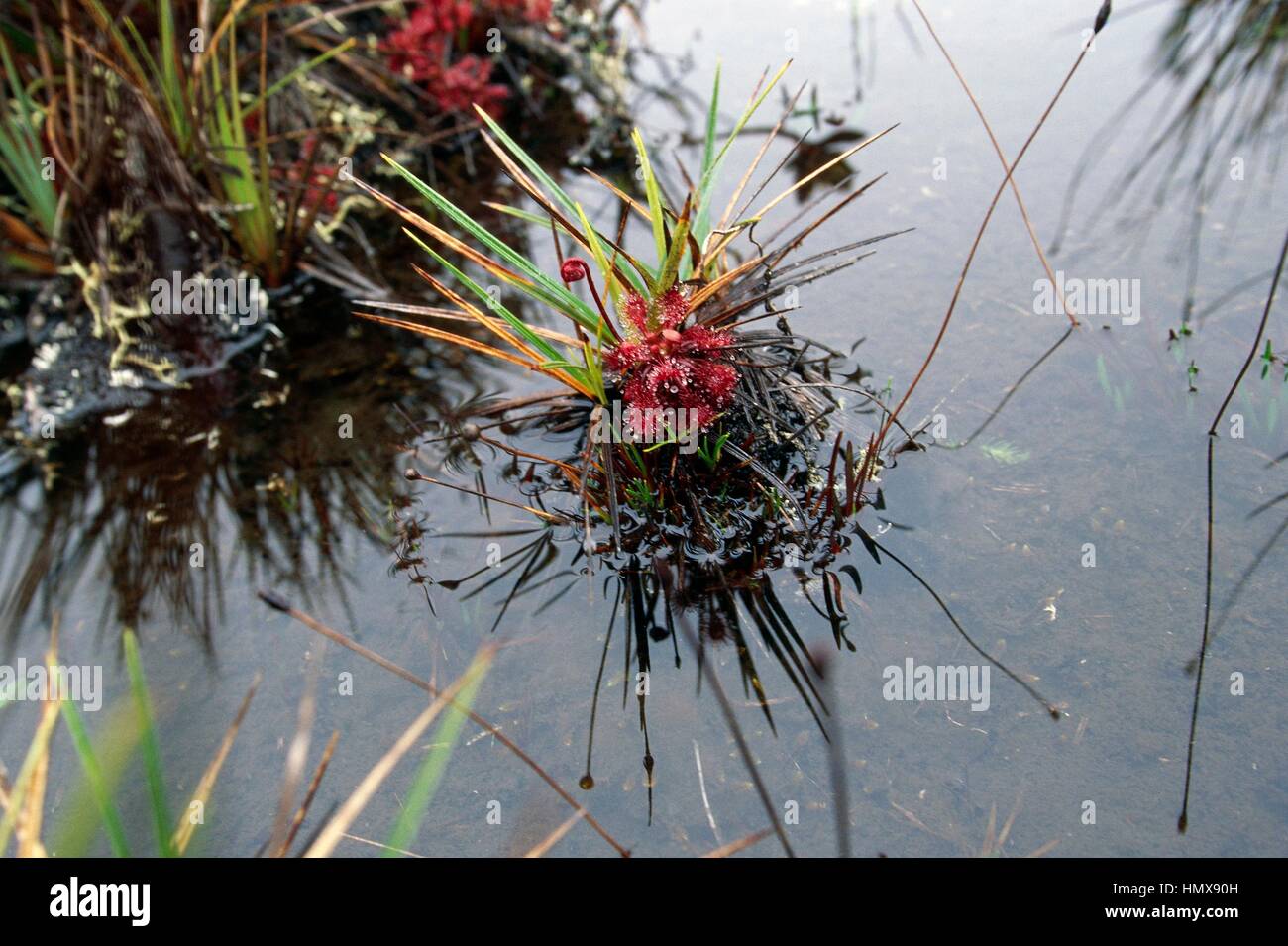 Drosera roraimae, Droseraceae, Mount Roraima, Venezuela, Brazil, Guyana ...