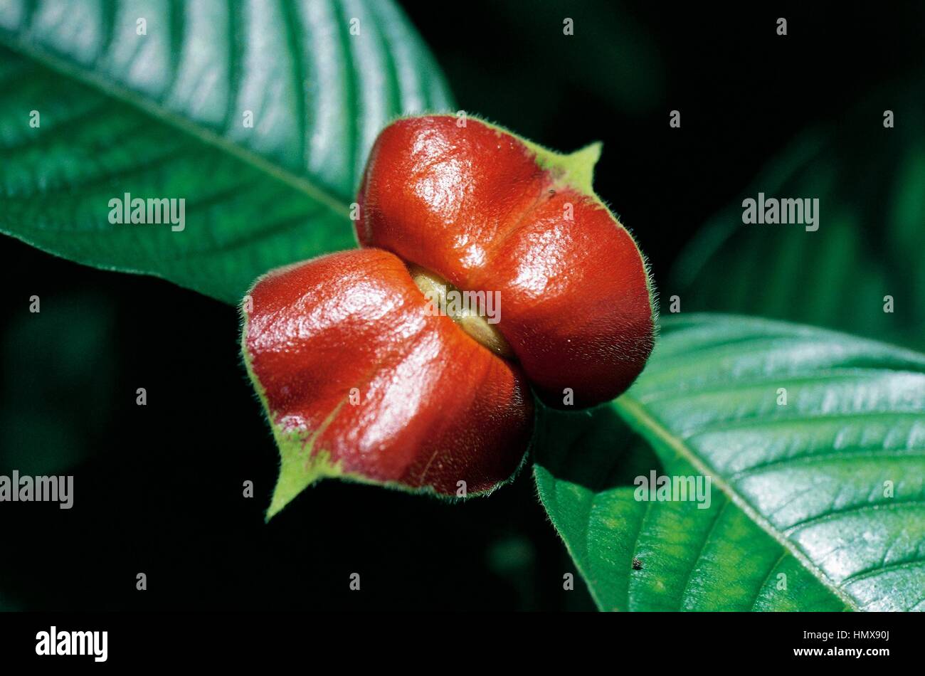 Tropical flower (Cephaelis elata), Rubiaceae, along the banks of the ...
