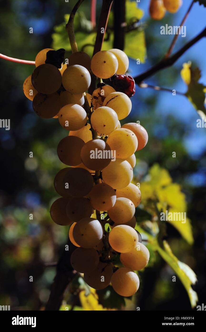 Bunch of white grapes, Oltrepo Pavese, Lombardy, Italy Stock Photo - Alamy