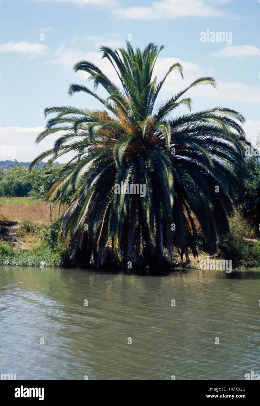 Palm tree on the Tagus (Tejo) river, Vale Real, Ribatejo, Portugal ...