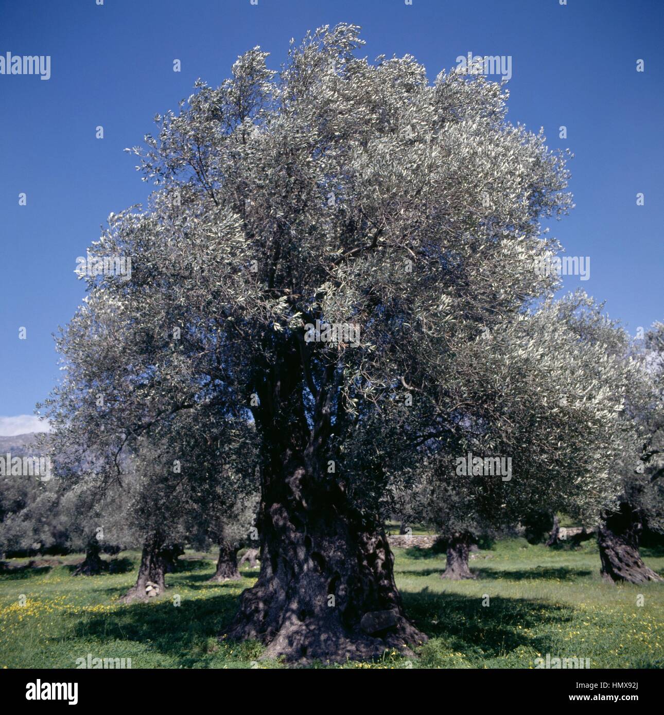 Olive trees near Koudouma monastery, Crete, Greece Stock Photo - Alamy