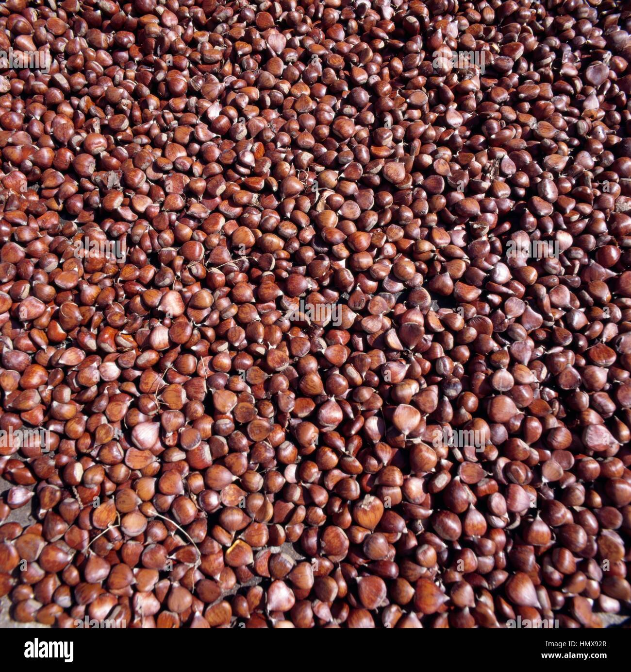 Chestnuts on the ground near Kantanos, Crete, Greece Stock Photo - Alamy