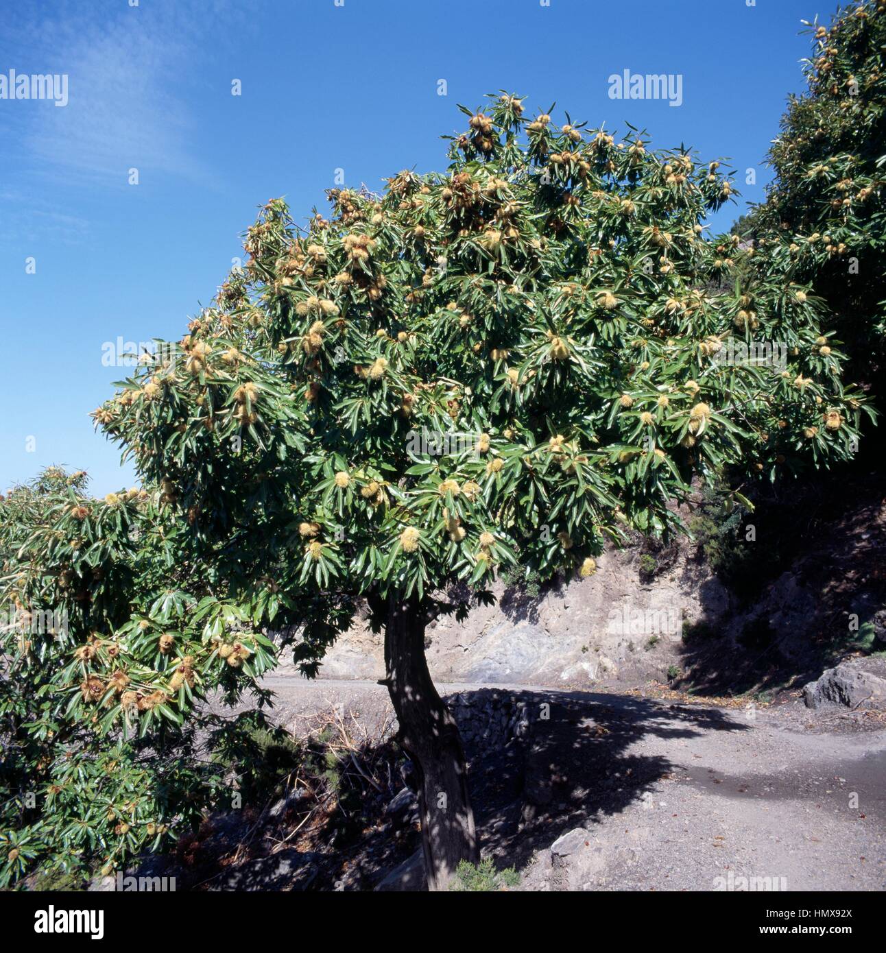 Chestnut tree, Crete, Greece Stock Photo - Alamy