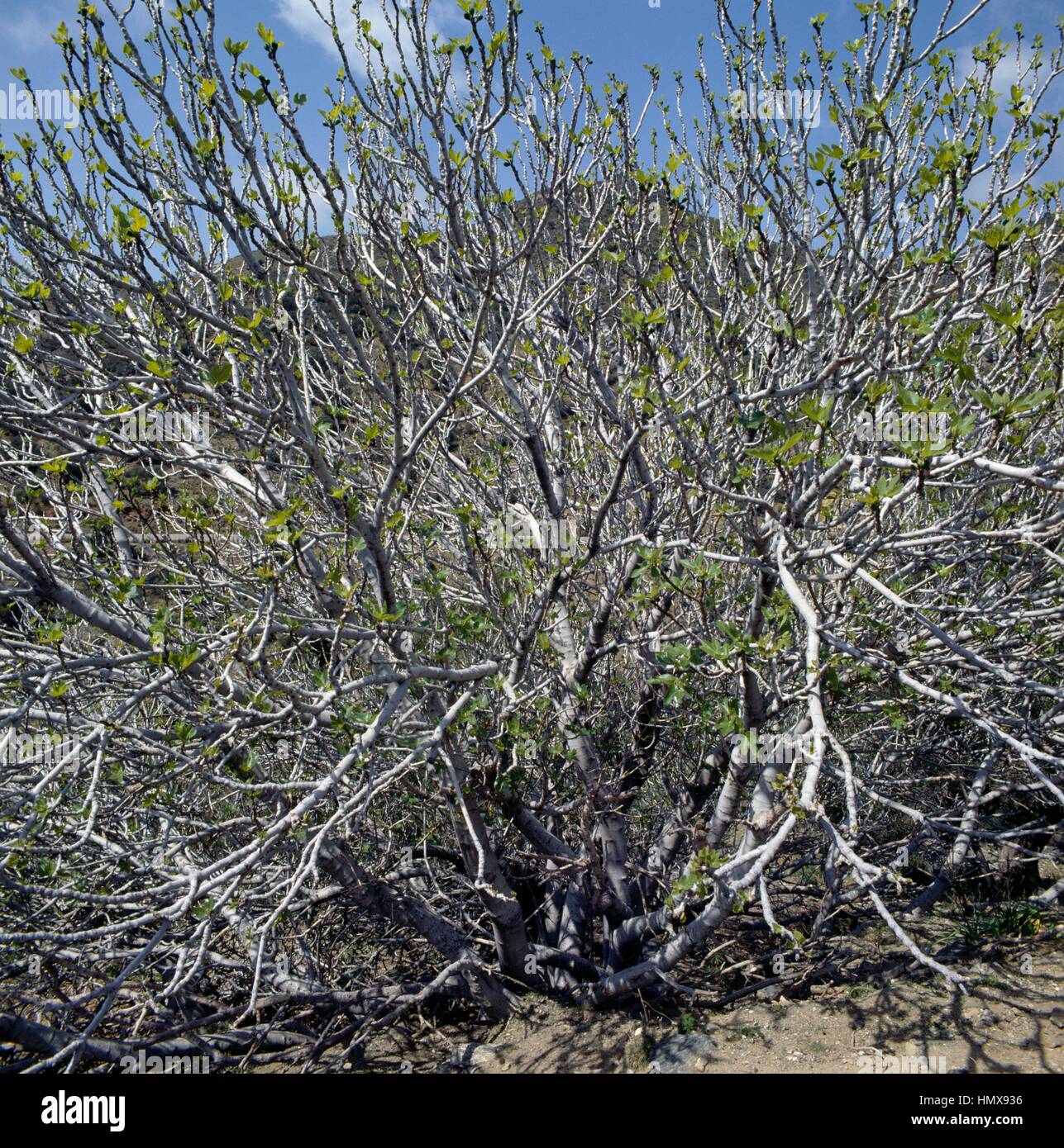 A fig tree in Crete, Greece Stock Photo - Alamy
