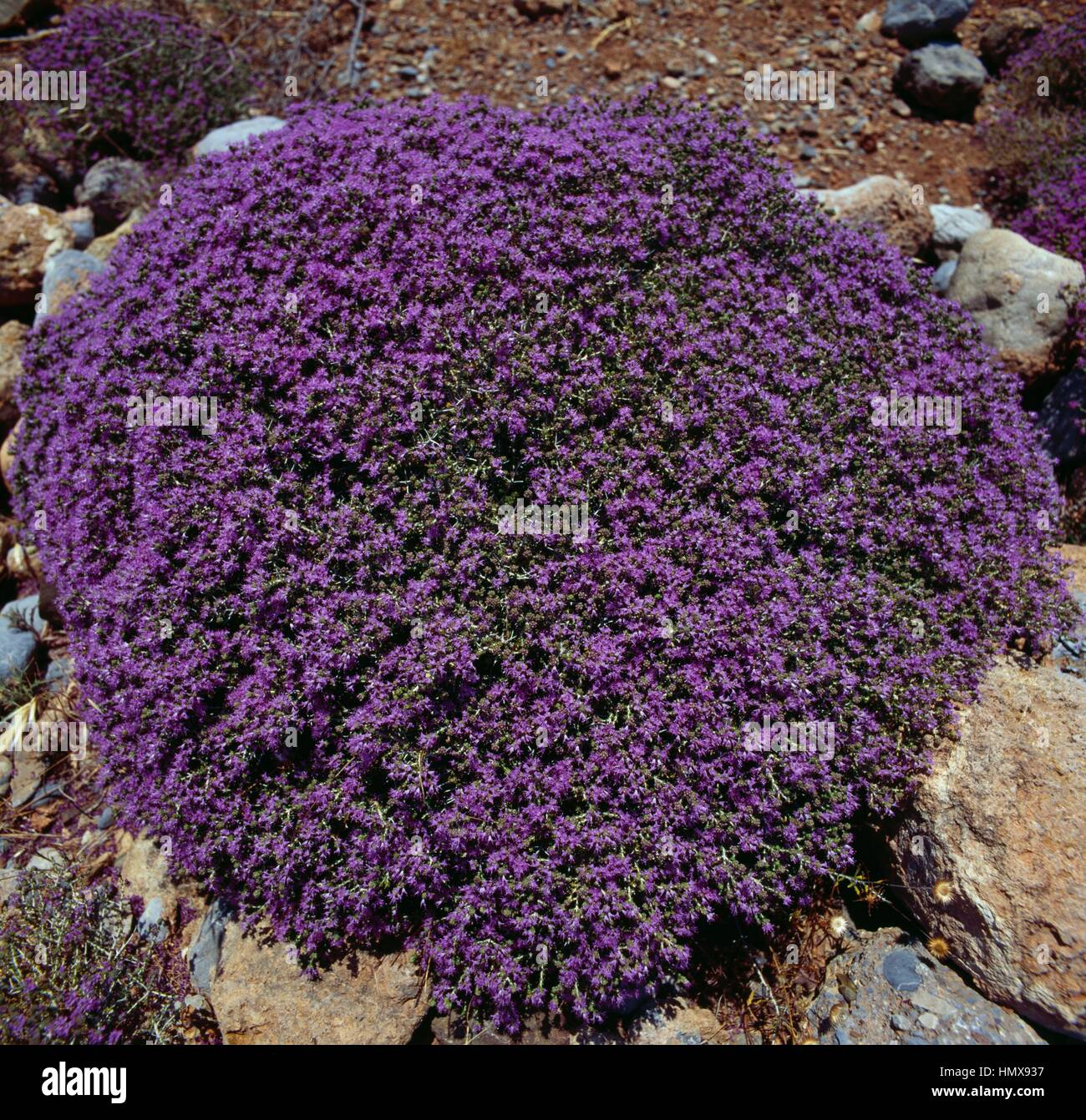 Plants in the Minoan peak sanctuary area of Traostalos, Crete, Greece ...