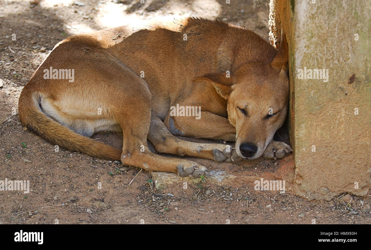 photo of a sleeping feral dog Stock Photo - Alamy
