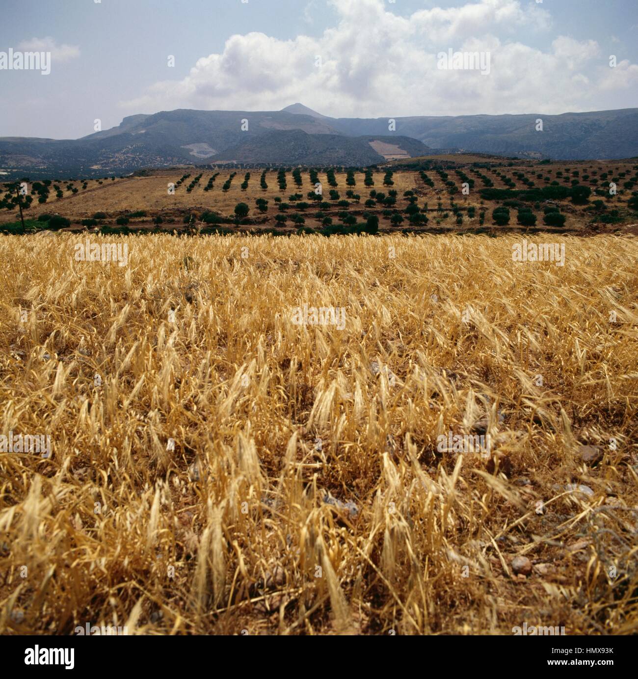 Wheat field with cultivated terrain in the background near Palekastro ...
