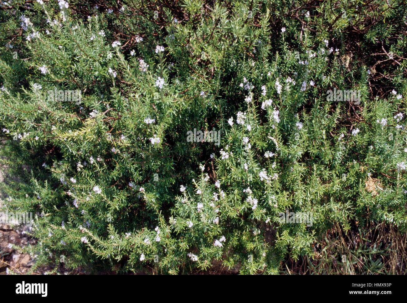 Rosemary plants near Kantanos, Crete, Greece Stock Photo - Alamy