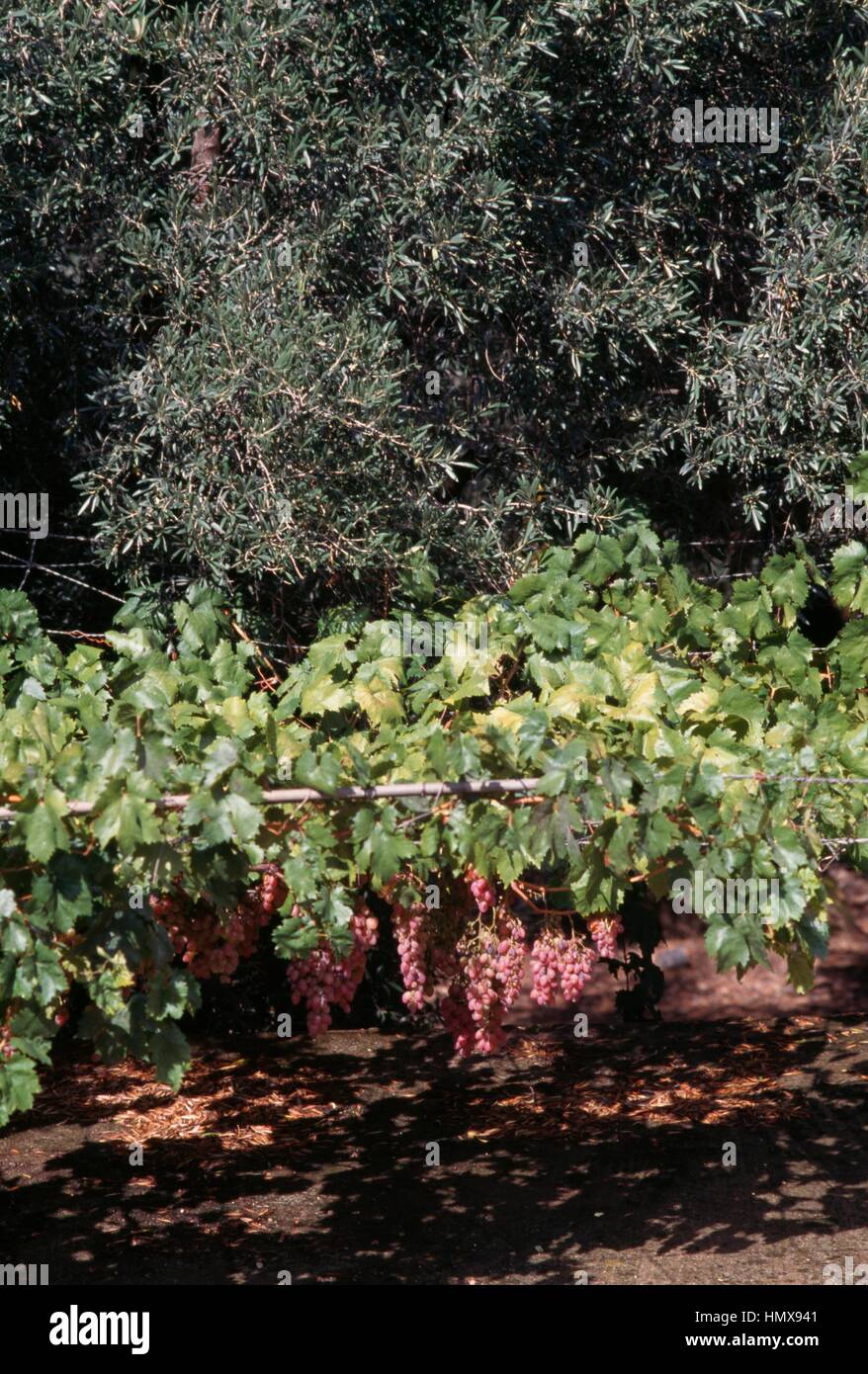 Grape vine and olive tree, Anisaraki, Crete, Greece Stock Photo - Alamy